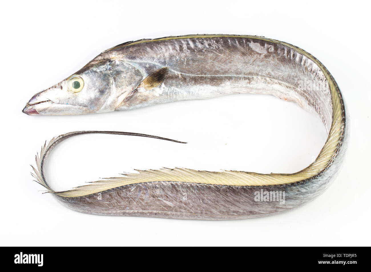 Man with fish head Cut Out Stock Images & Pictures - Alamy