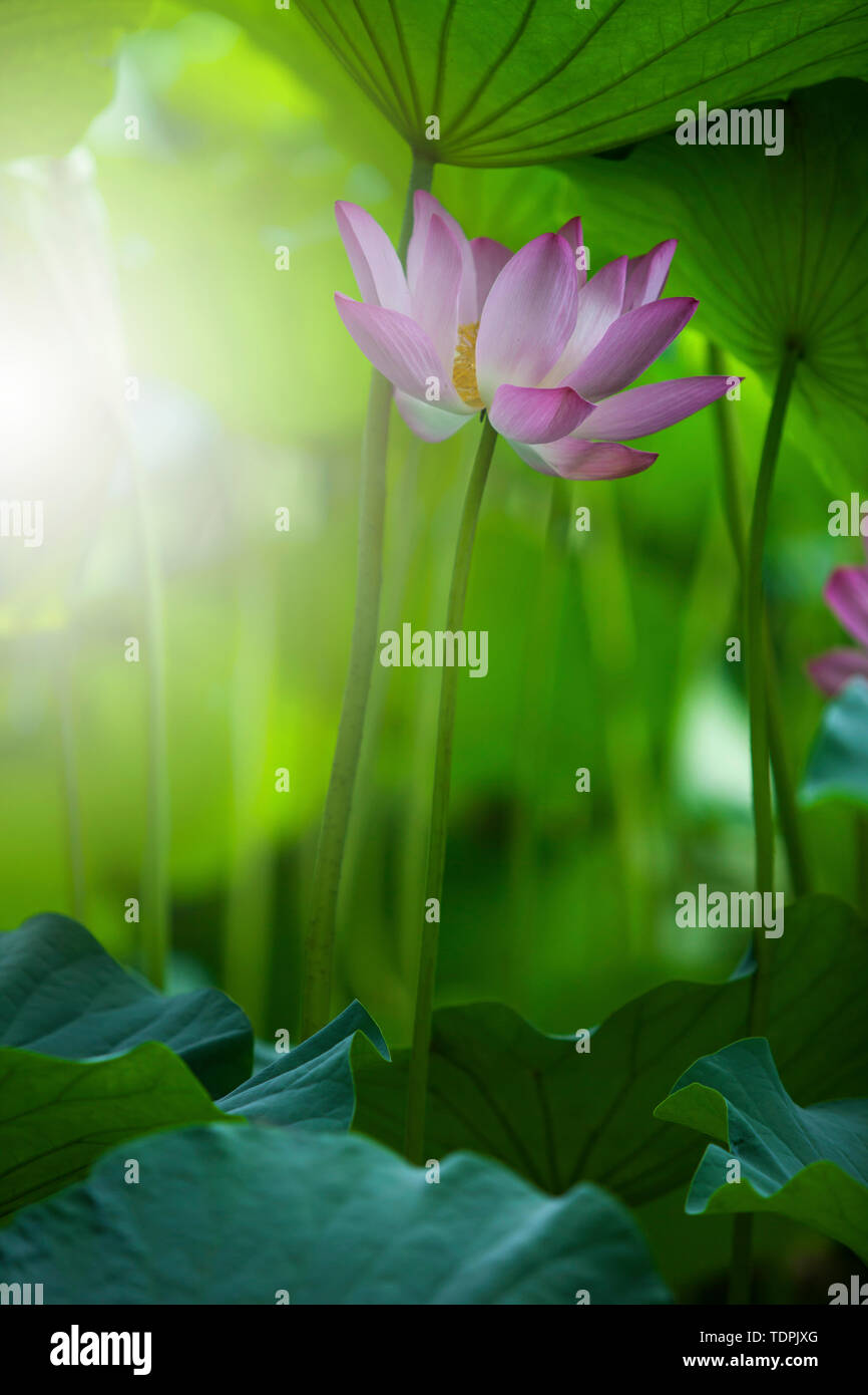 Foreign lotus genus hi-res stock photography and images - Alamy