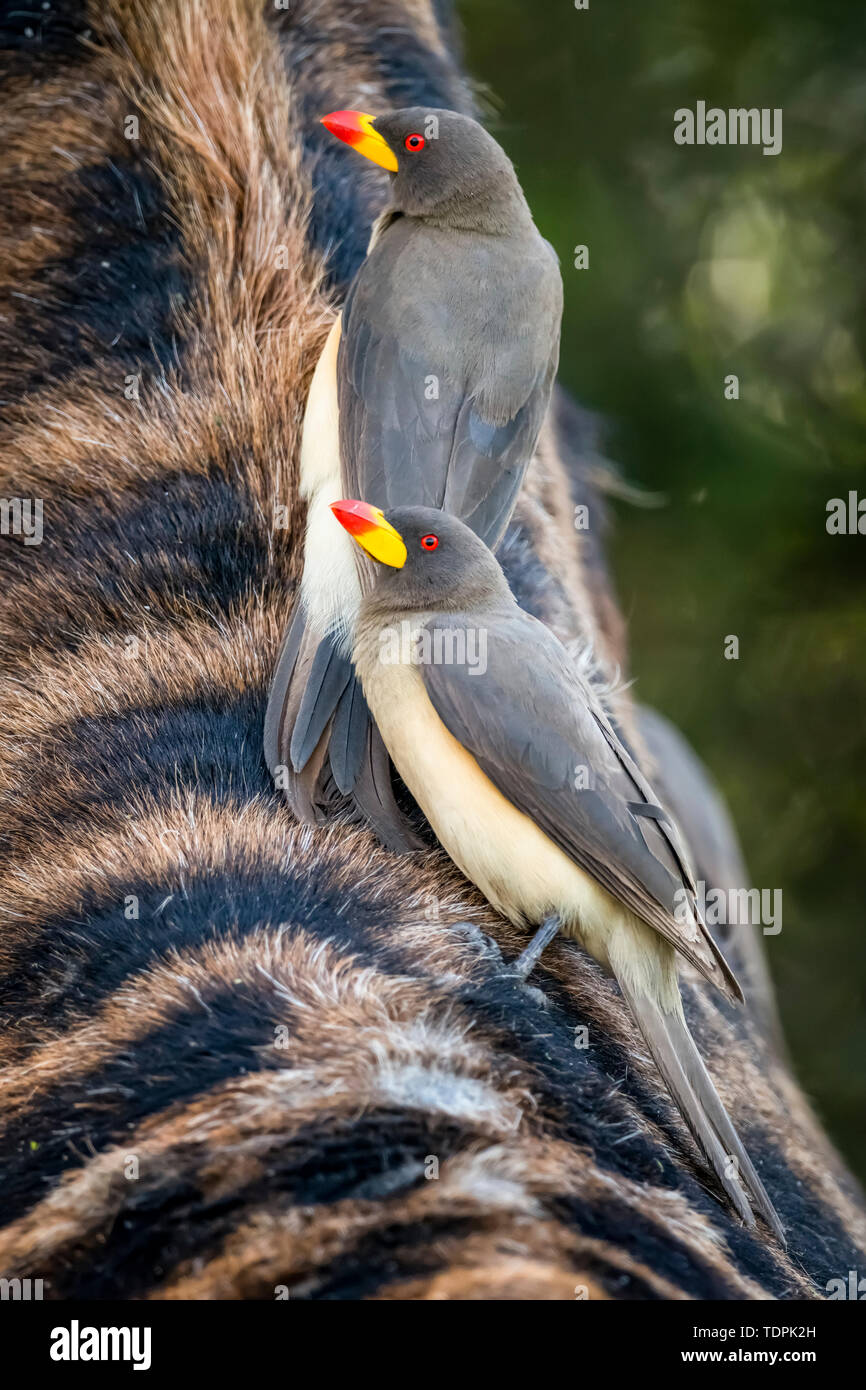 Oxpecker giraffe hi-res stock photography and images - Alamy