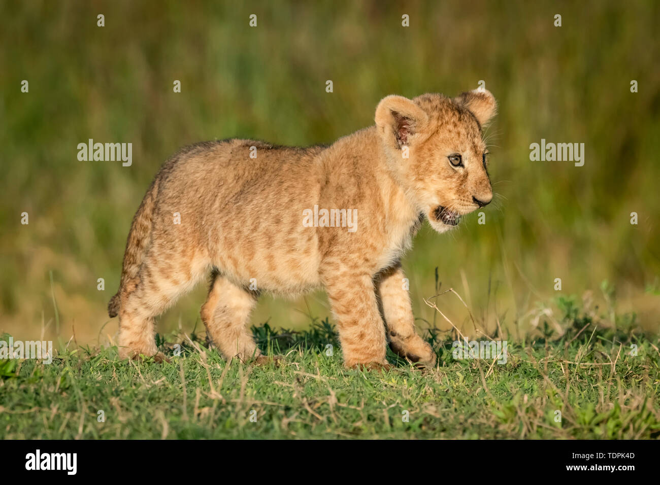 Baby lion walking in grass hi-res stock photography and images - Alamy