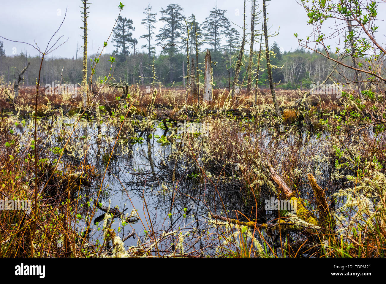 Dead moss hi-res stock photography and images - Alamy