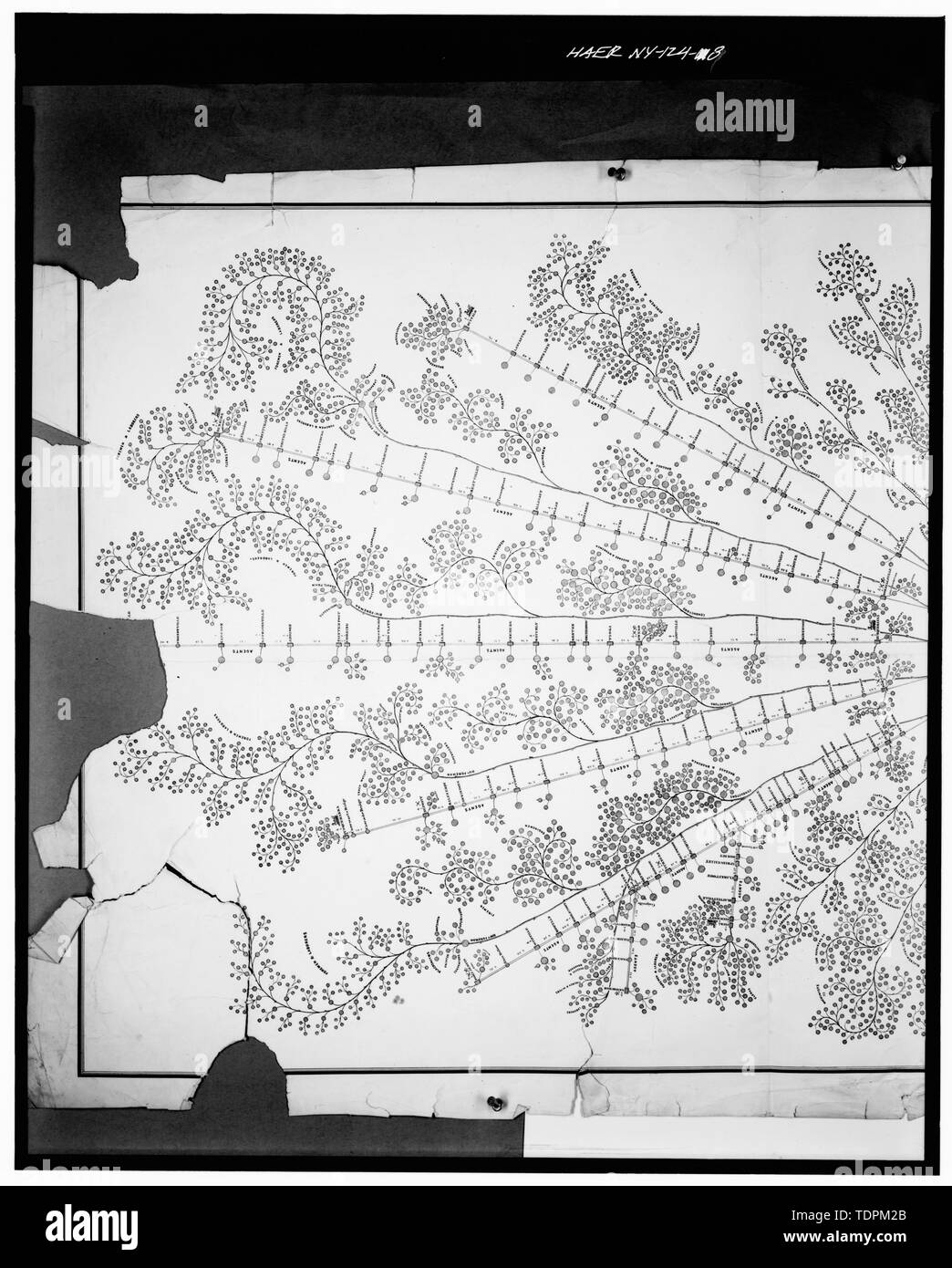 Photocopy of top half of an 1855 organizational diagram of the New York ...