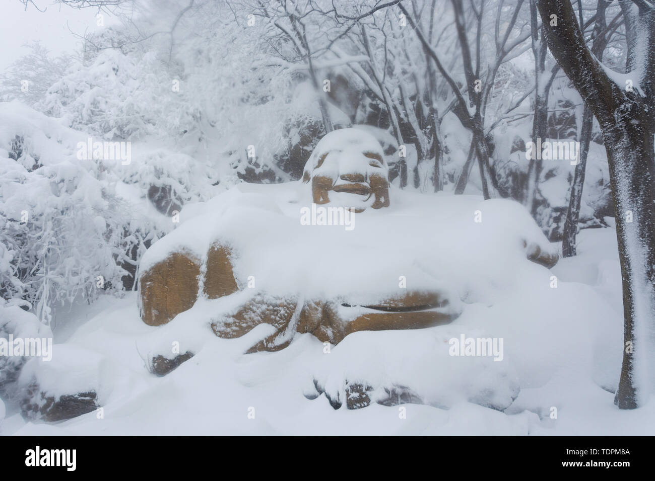 A picture of heavy snow in winter in Purple Jinshan, Nanjing Stock ...