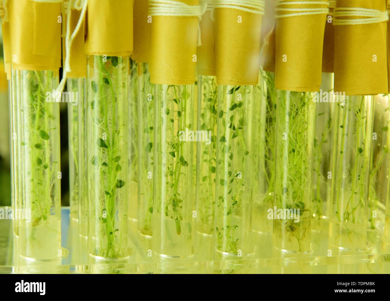 Soilless scientific cultivation Stock Photo - Alamy