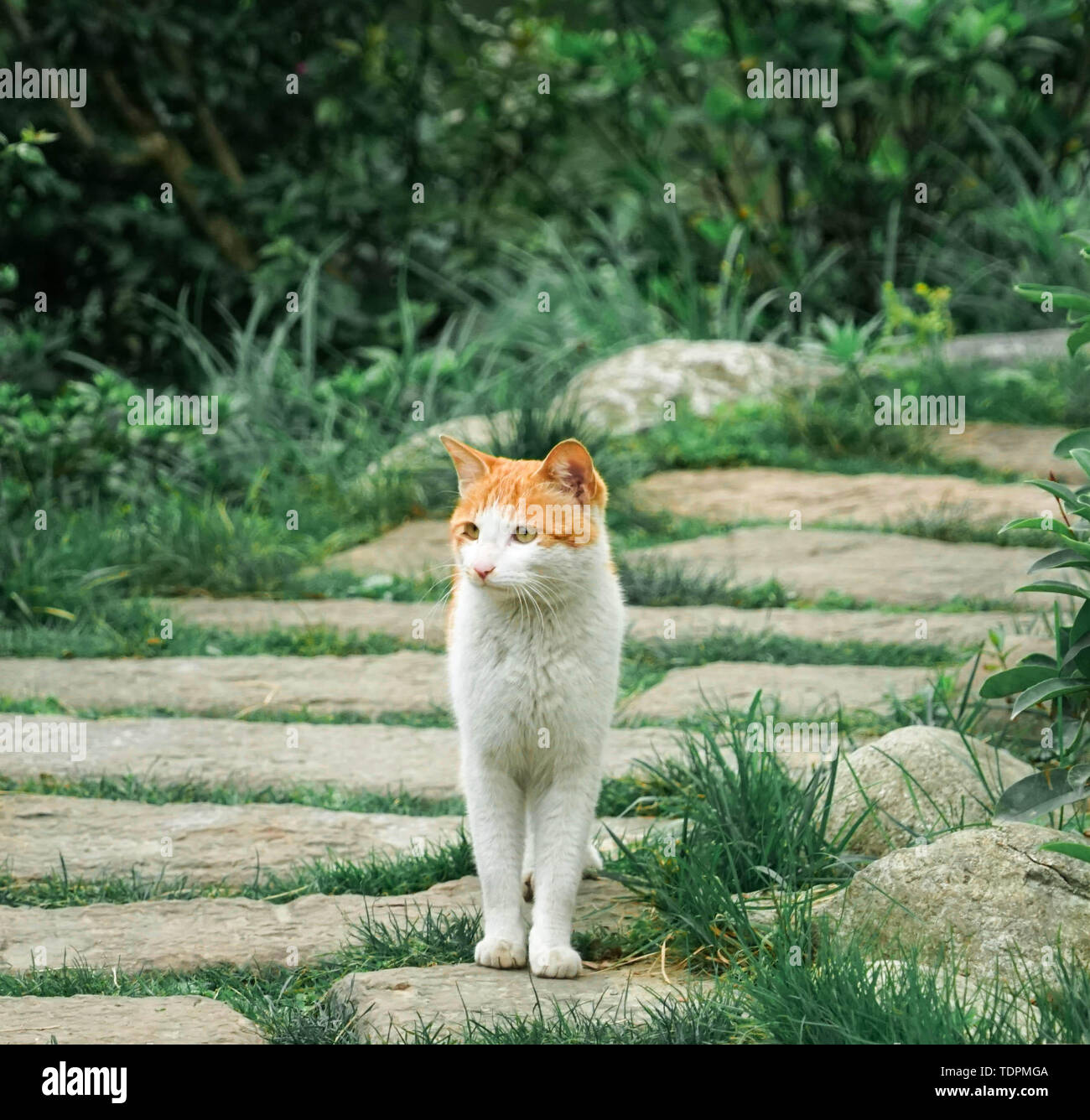 Hey kitty hi-res stock photography and images - Alamy