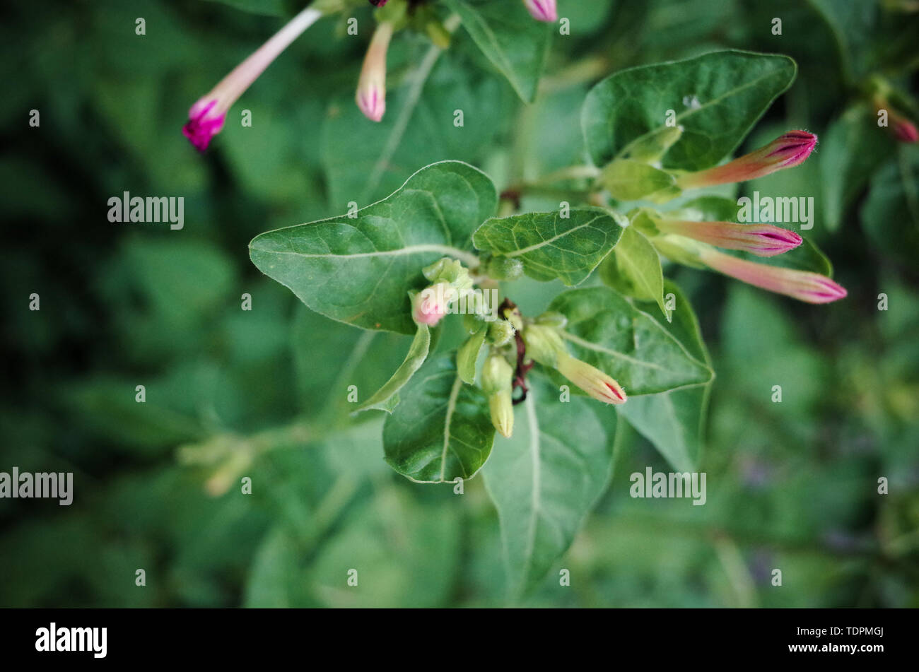 The fruit of petunias Stock Photo - Alamy
