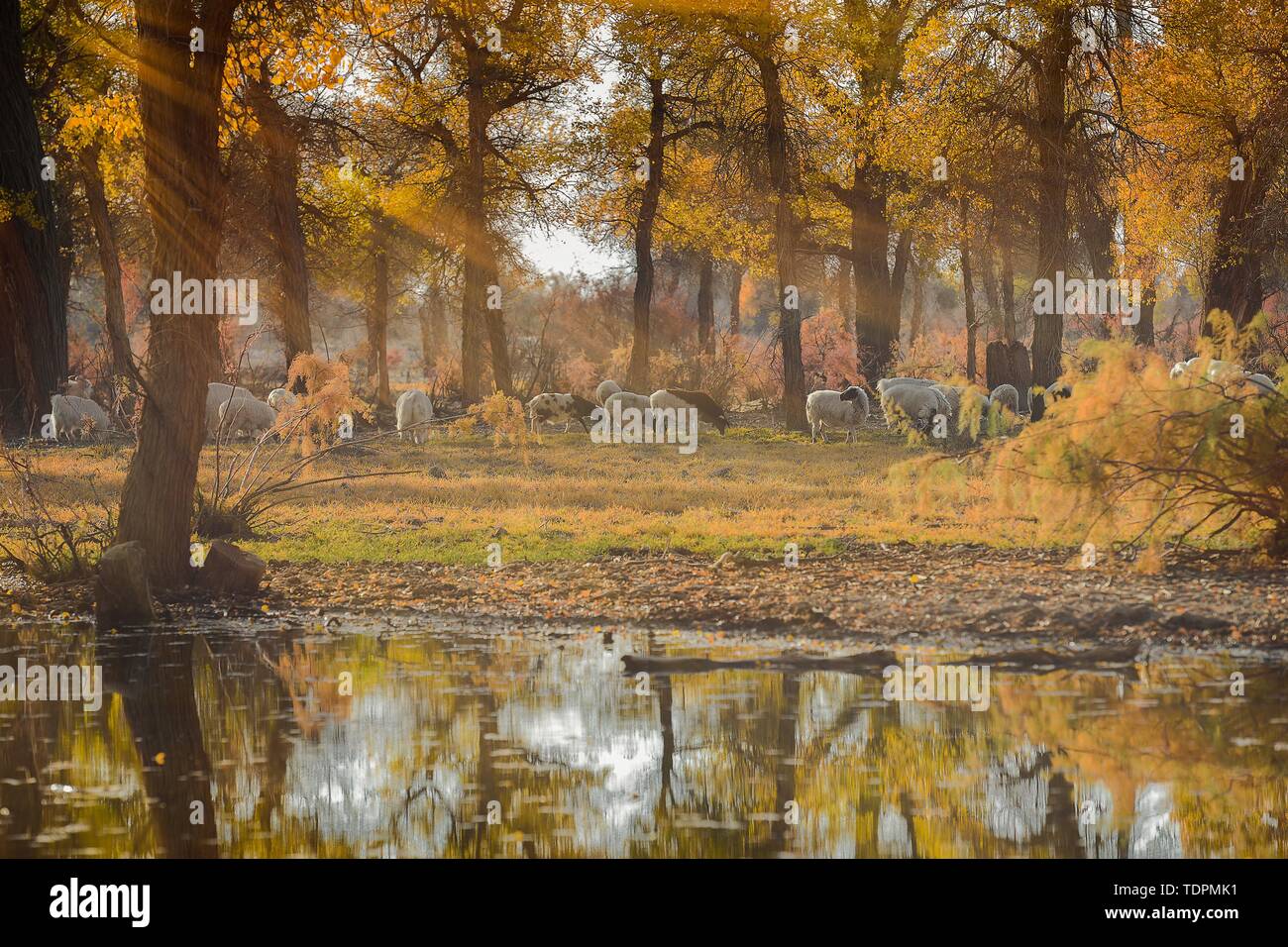 The most beautiful Hu Yang Lin Stock Photo - Alamy