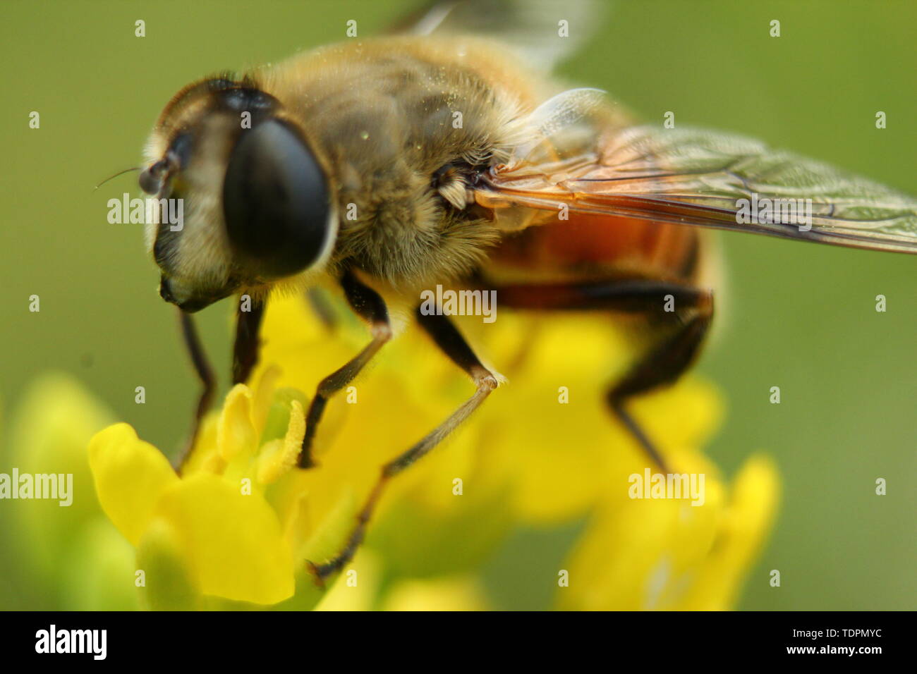 Fruit fly close up hi-res stock photography and images - Alamy