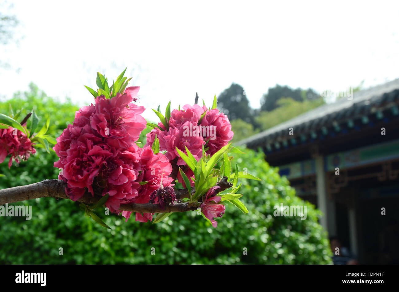 Jinan flowers hi-res stock photography and images - Alamy