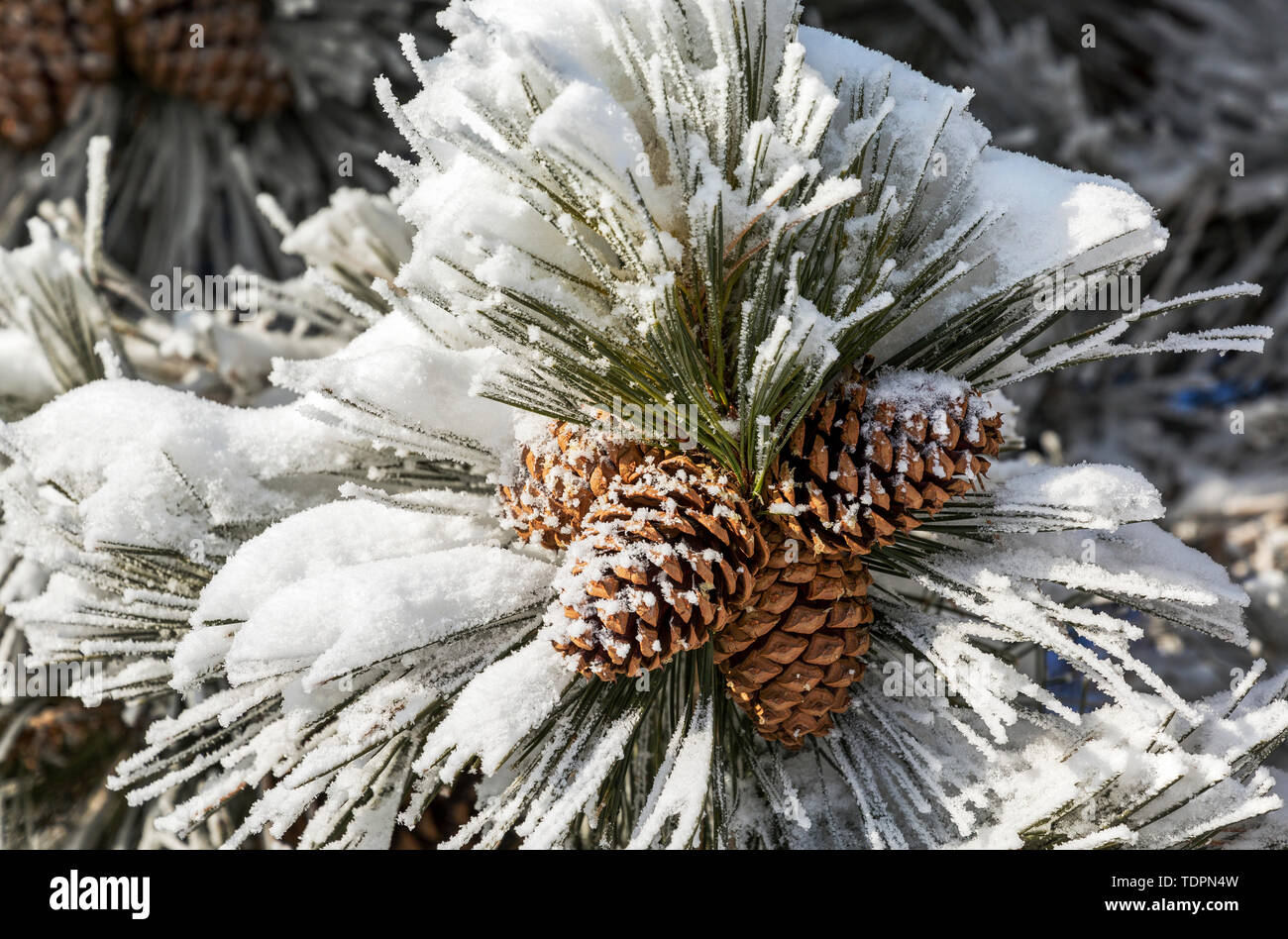 Green tree covered in cones hi-res stock photography and images - Alamy