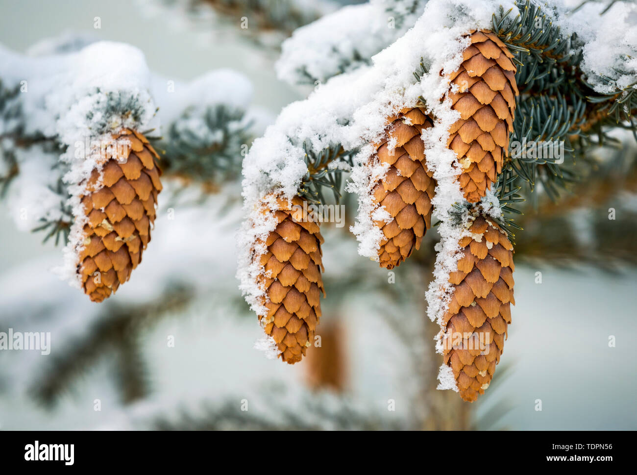 Spruce tree cone hi-res stock photography and images - Alamy