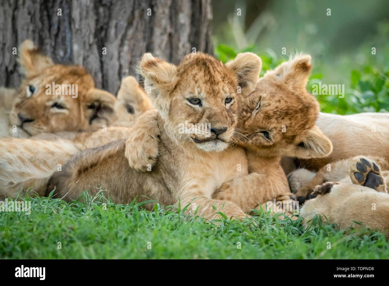 Lion (Panthera leo) cub bites sibling lying under tree, Serengeti ...
