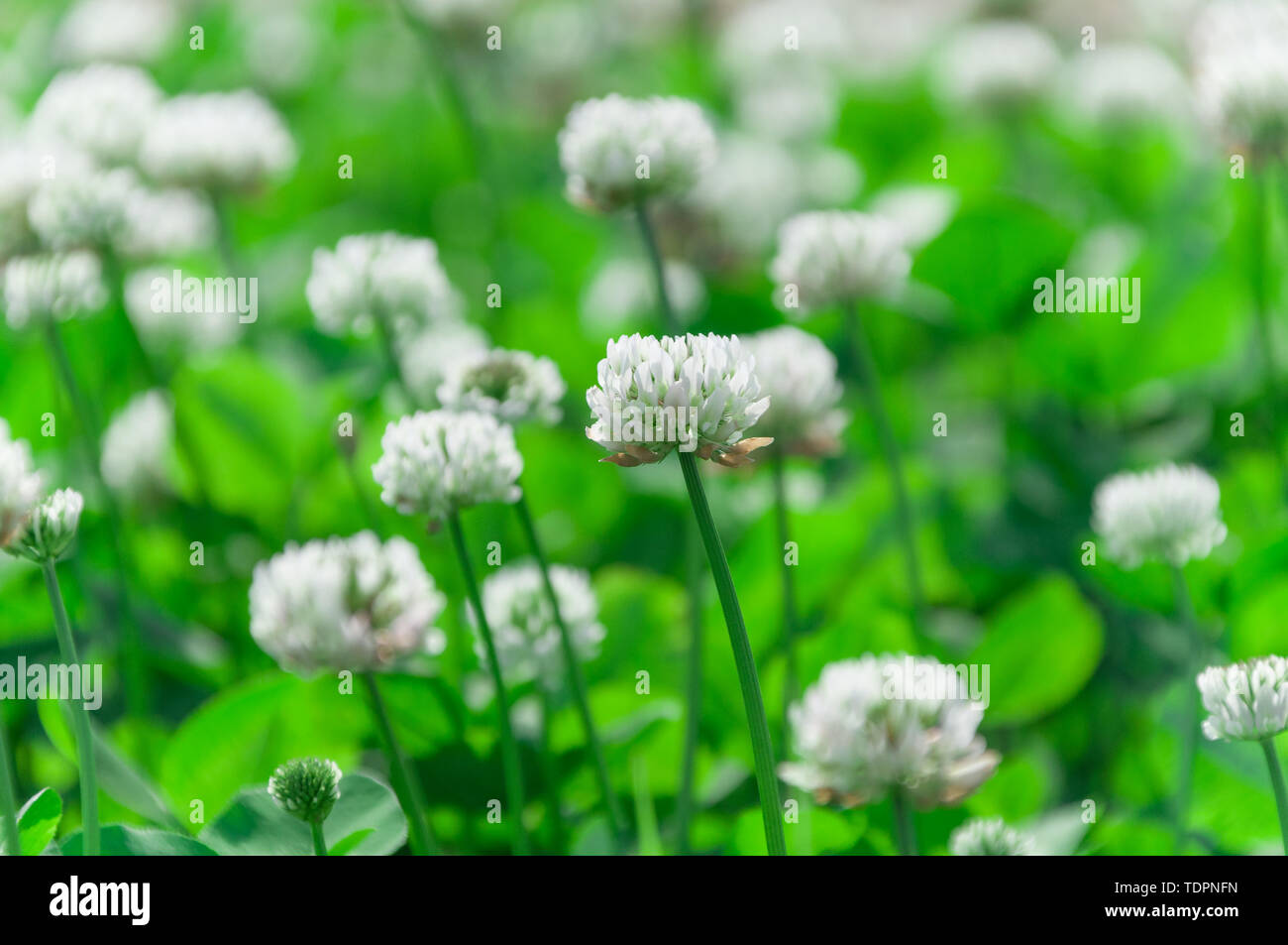 Plant pollen microscopic hi-res stock photography and images - Alamy