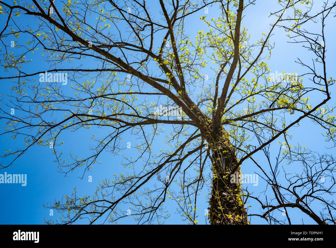 Sprouting trees hi-res stock photography and images - Alamy
