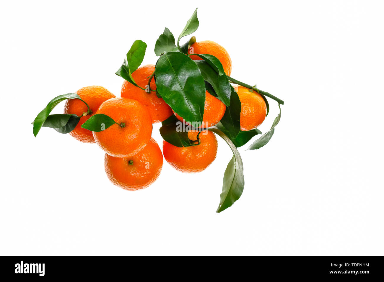 A bunch of fresh leafy iceberg orange placed in a white background ...
