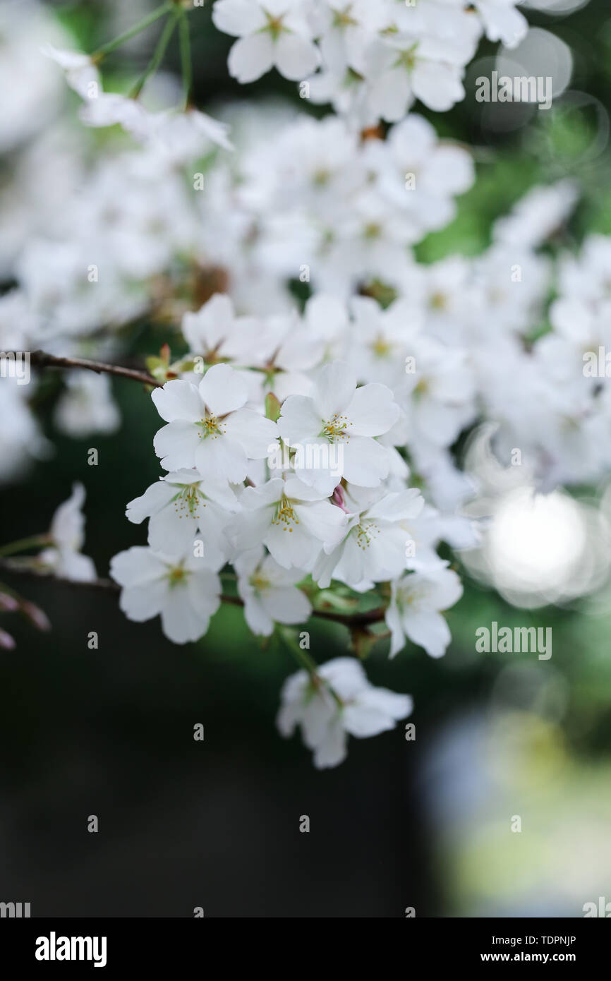 Cherry blossoms bloom by the Beijing-Hangzhou Grand Canal Stock Photo ...