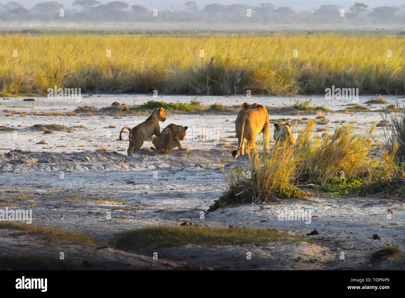 The Lions, the Simba family Stock Photo - Alamy