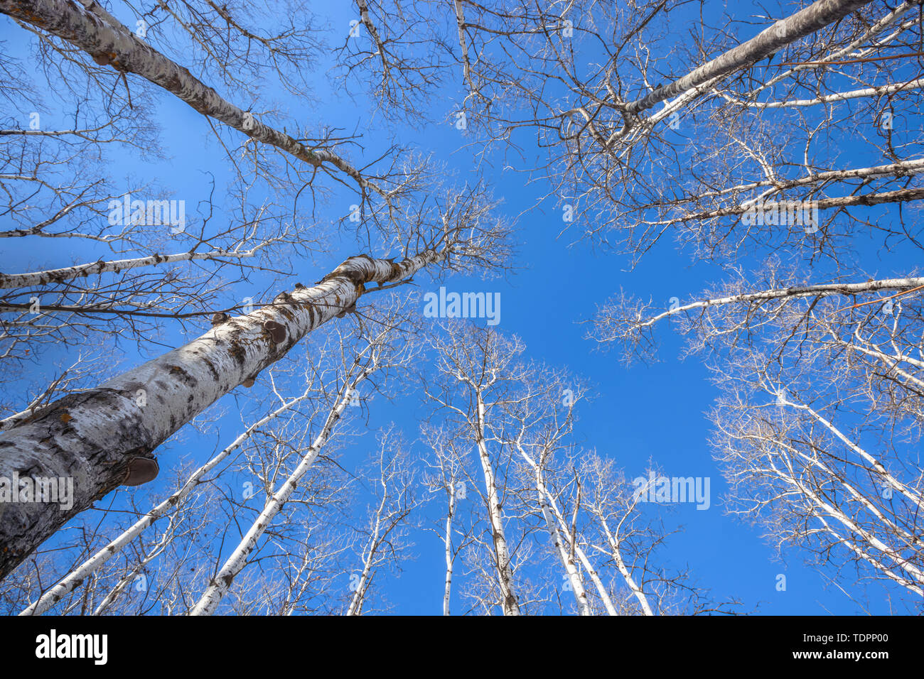Leafless tree view hi-res stock photography and images - Alamy