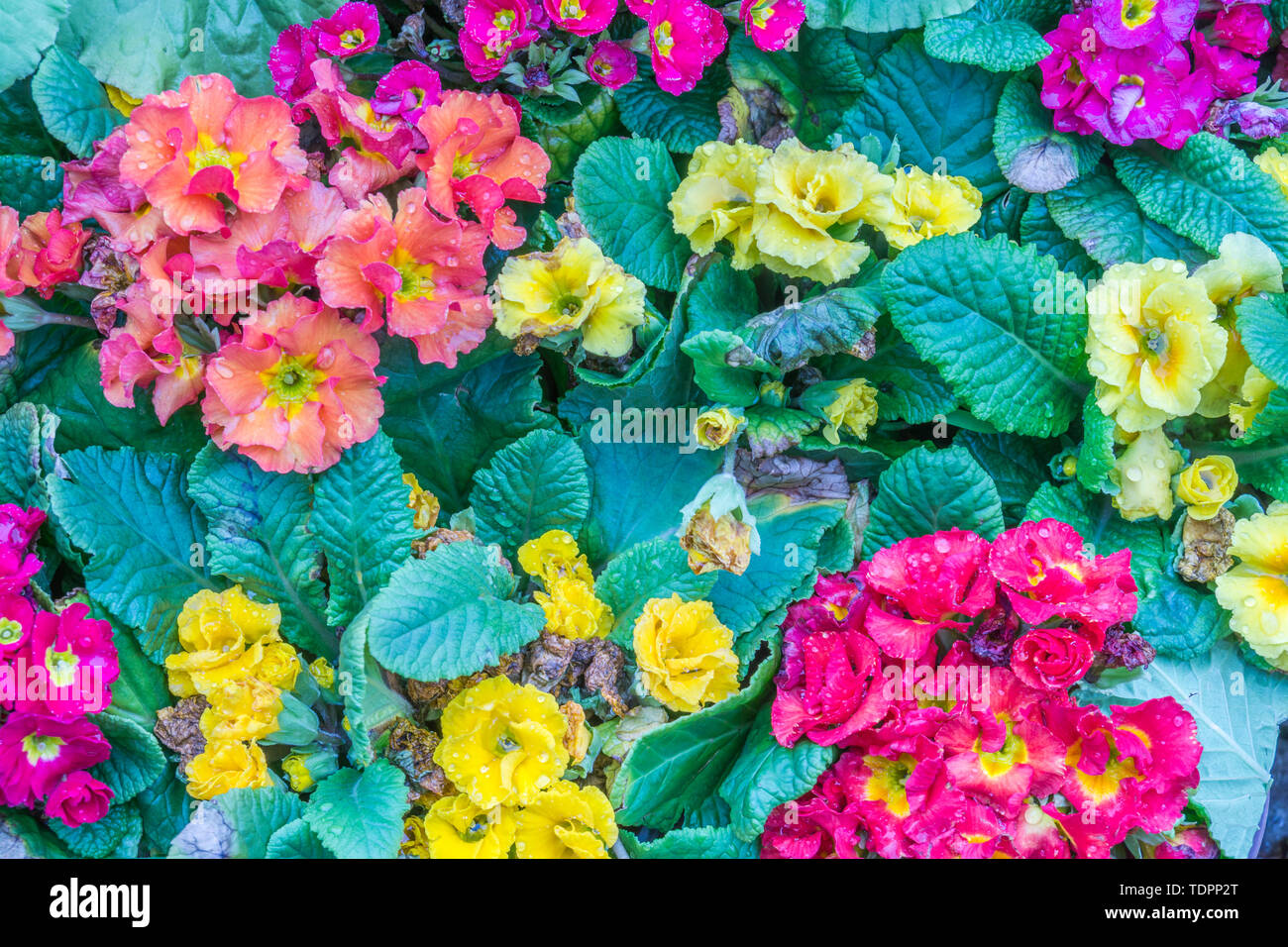 Lush green primrose leaves hi-res stock photography and images - Alamy