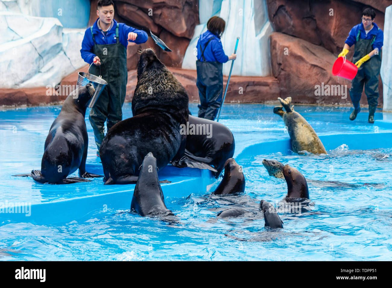 Seal in Haichang Ocean Park, Shanghai Stock Photo - Alamy
