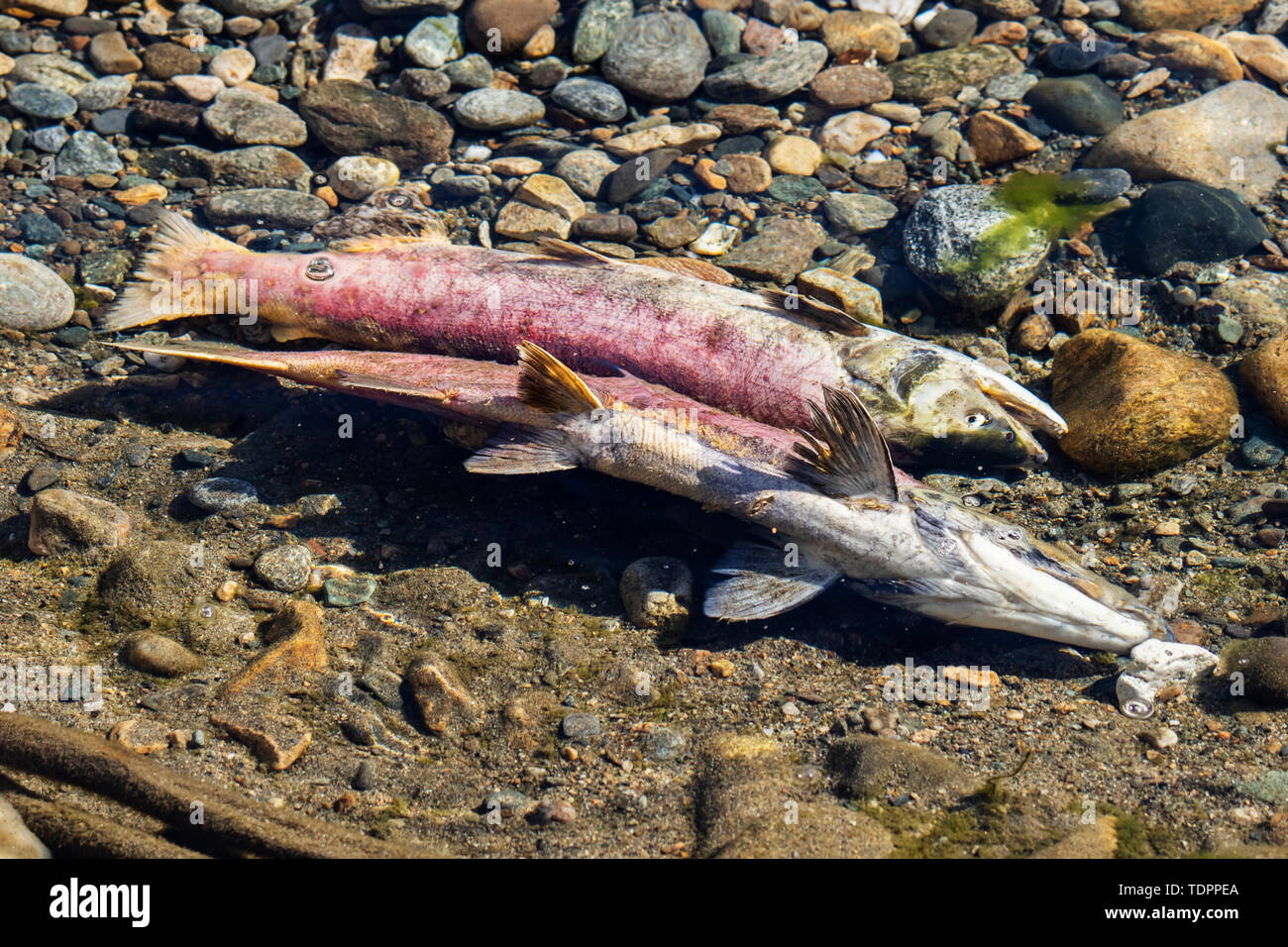 Dead salmon hi-res stock photography and images - Alamy