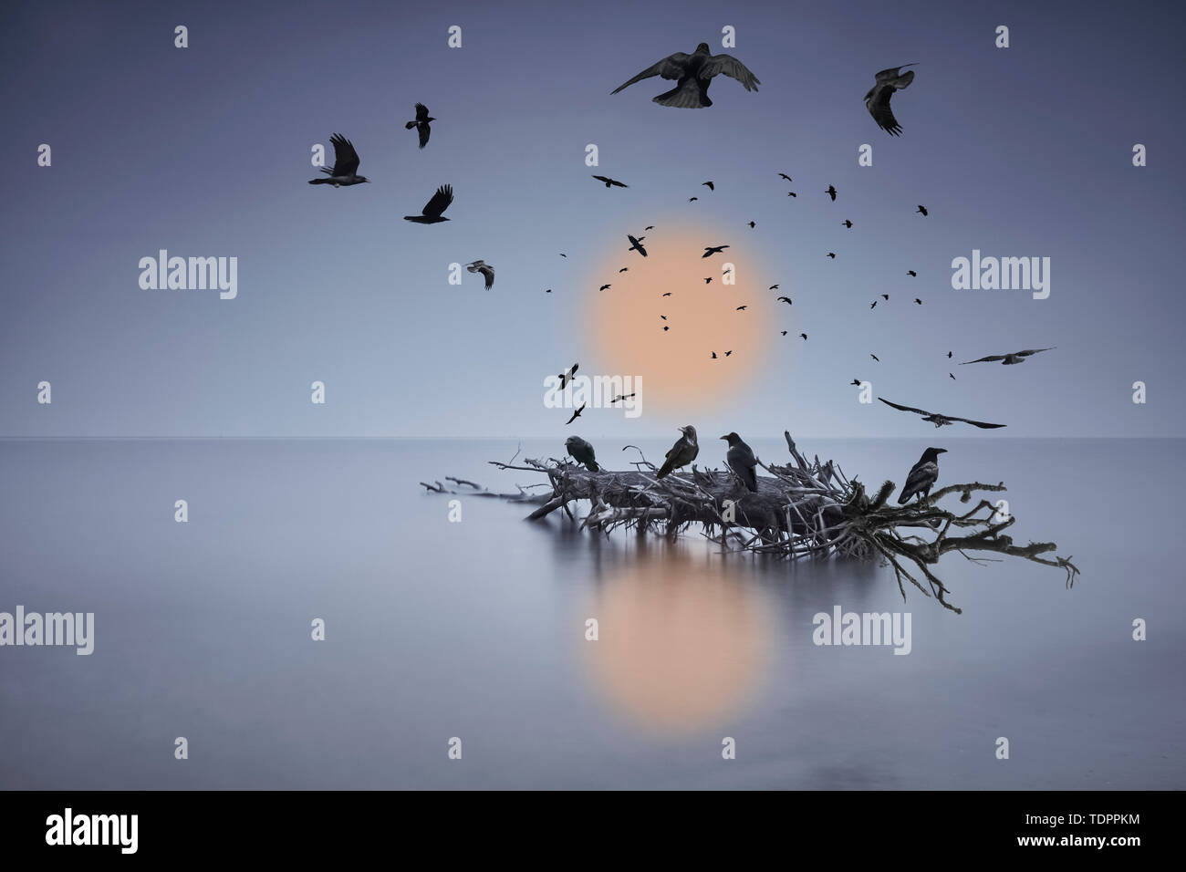 Murder of crows hi-res stock photography and images - Alamy