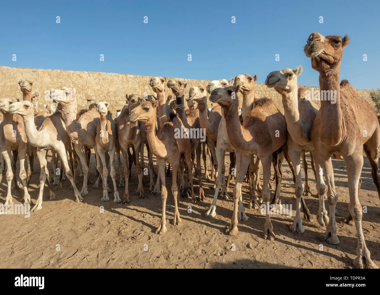 Close-up of camels at the Monday livestock market; Keren, Anseba Region, Eritrea Stock Photo - Alamy