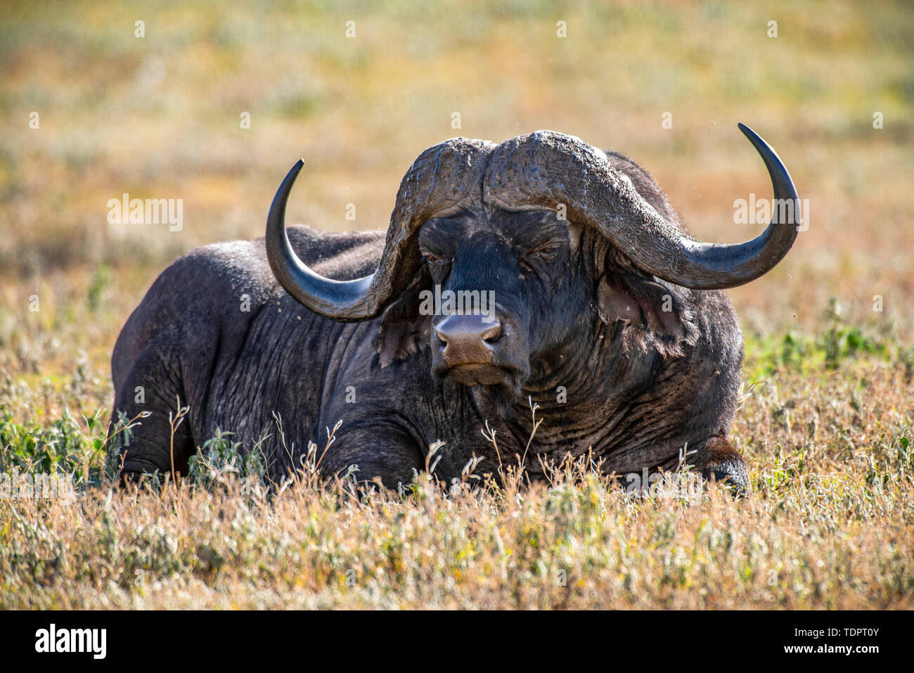 Large male African Buffalo (Syncerus caffer) resting in short grass in ...