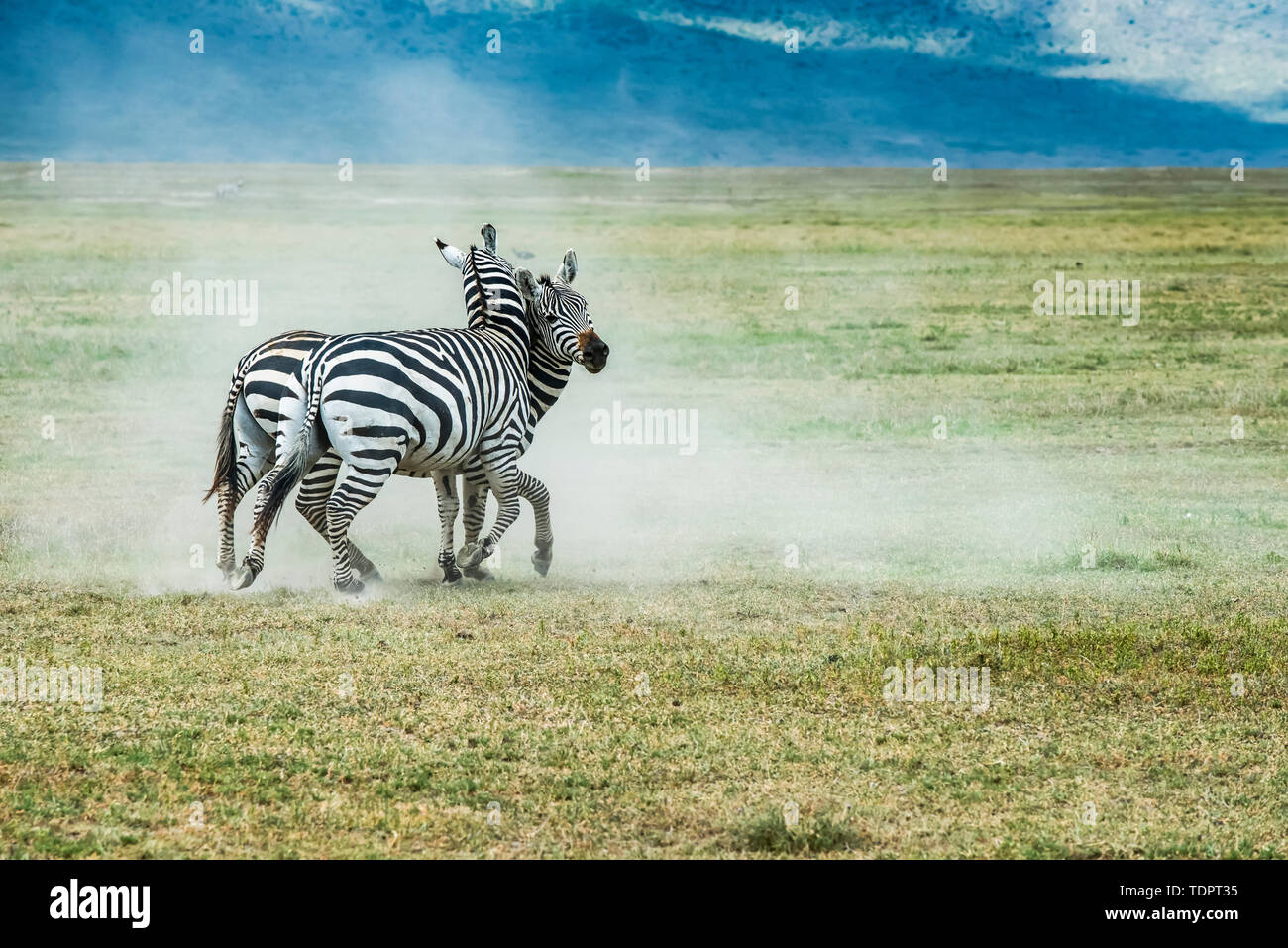 Zebra stallion hi-res stock photography and images - Alamy