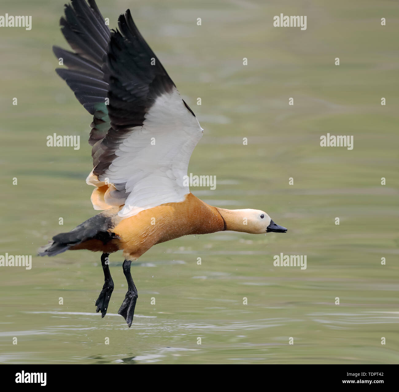 Water elves hi-res stock photography and images - Alamy