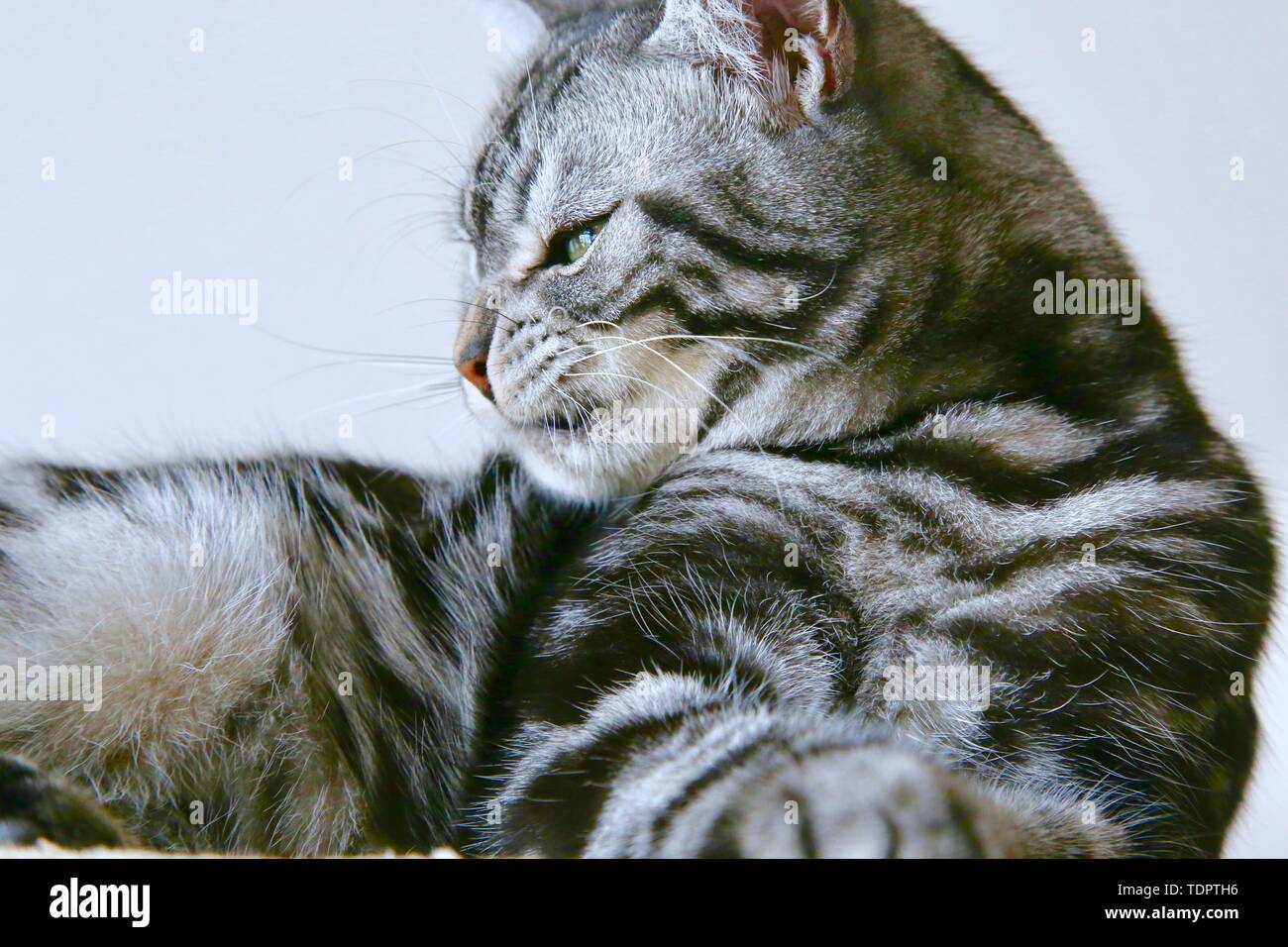 Short temper hi-res stock photography and images - Alamy