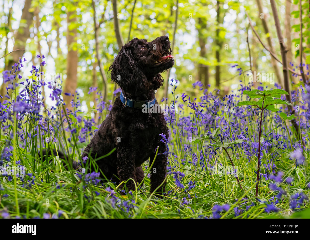 Black dog horizontal portrait hi-res stock photography and images - Alamy
