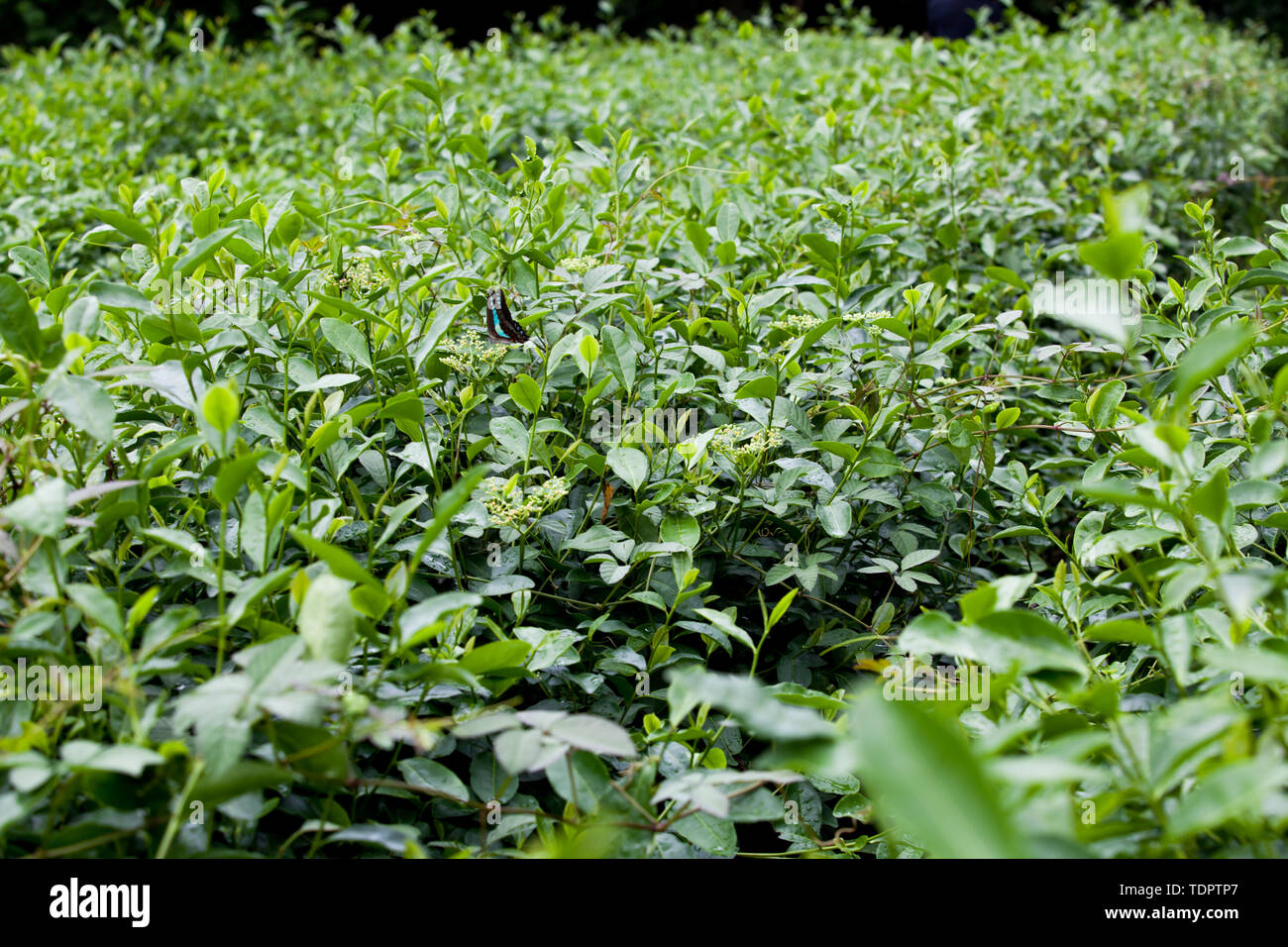 Origin of tea Stock Photo - Alamy