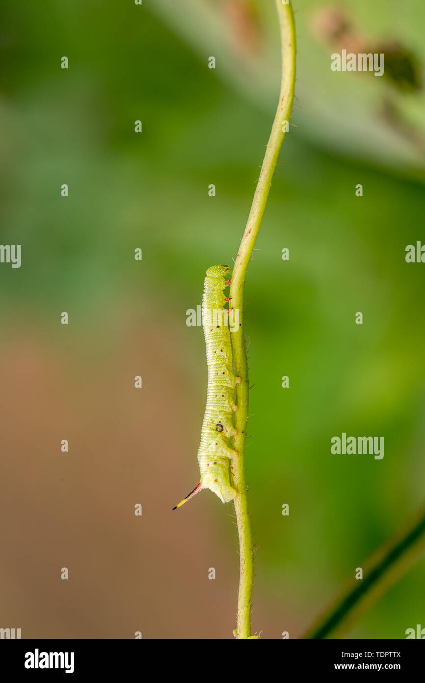 Soybean leaves not damaged by insects hi-res stock photography and ...