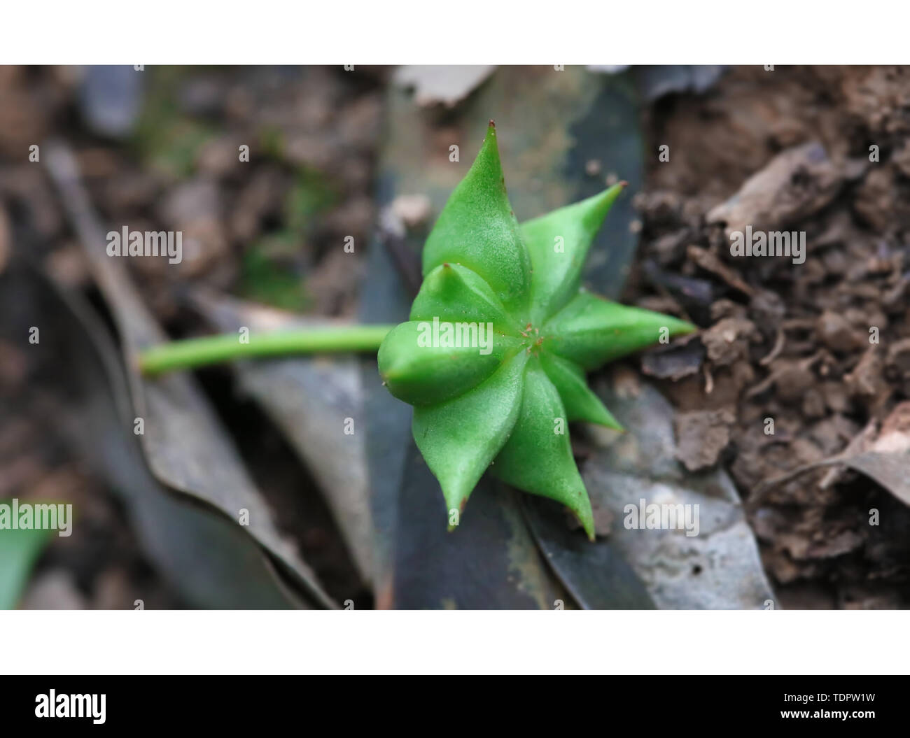 Octagon spice hi-res stock photography and images - Alamy