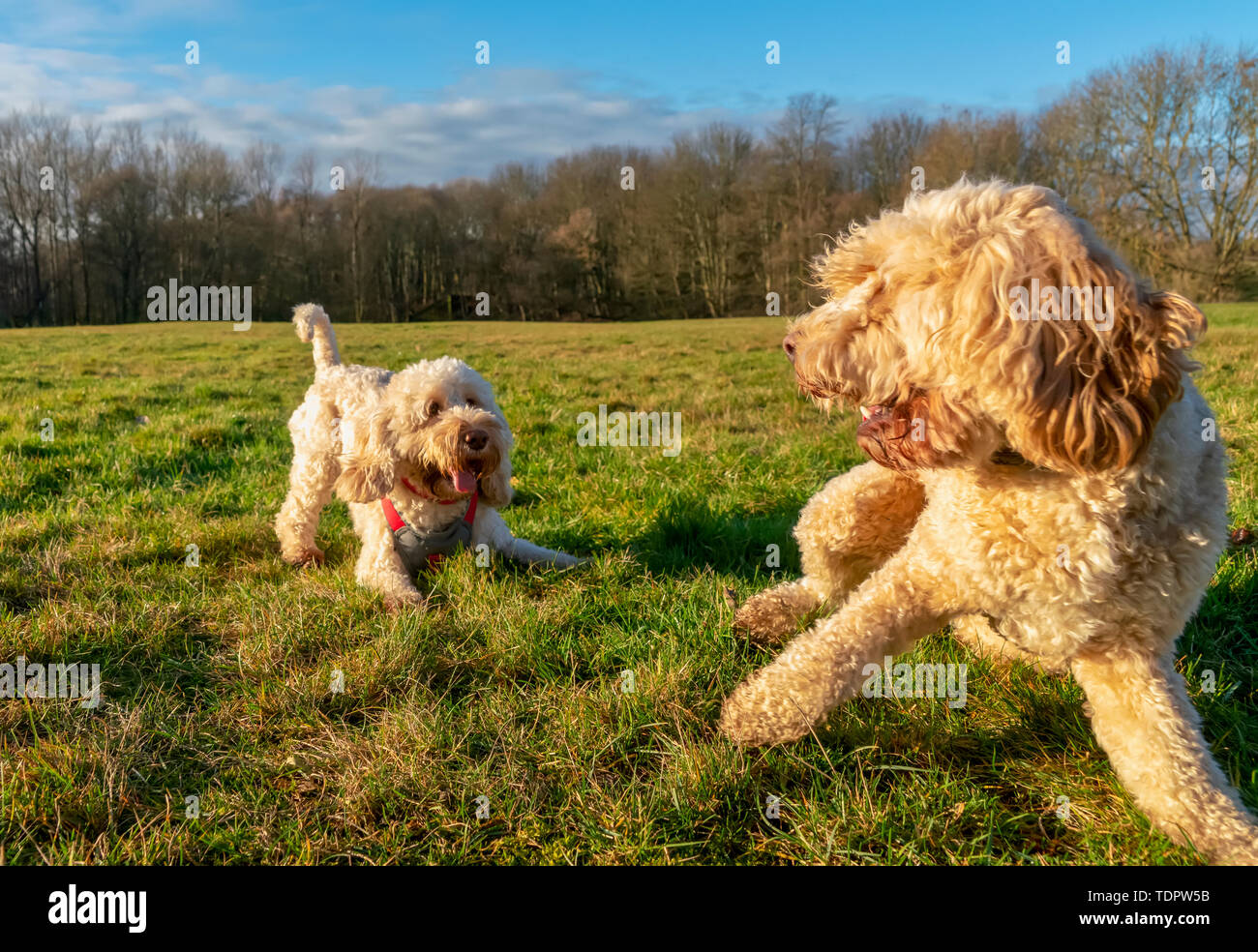 Breeds mixed hi-res stock photography and images - Alamy