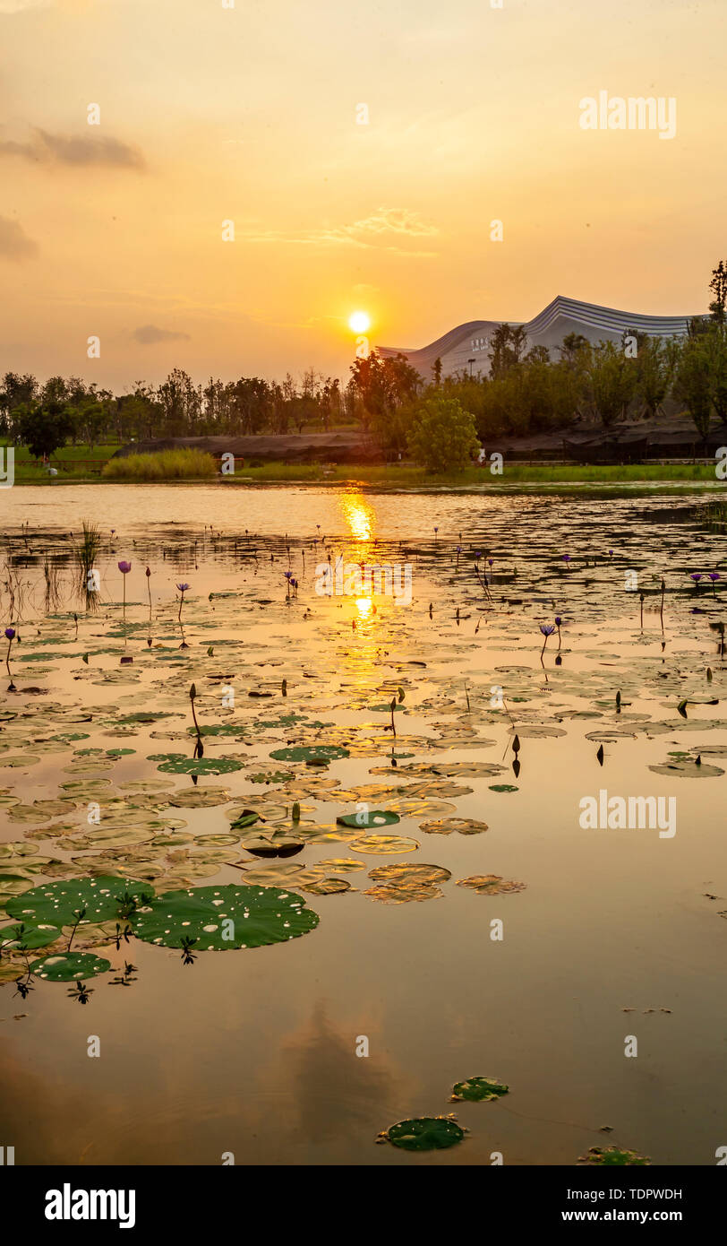 Sunset map of the lotus pond in Chengdu Stock Photo - Alamy