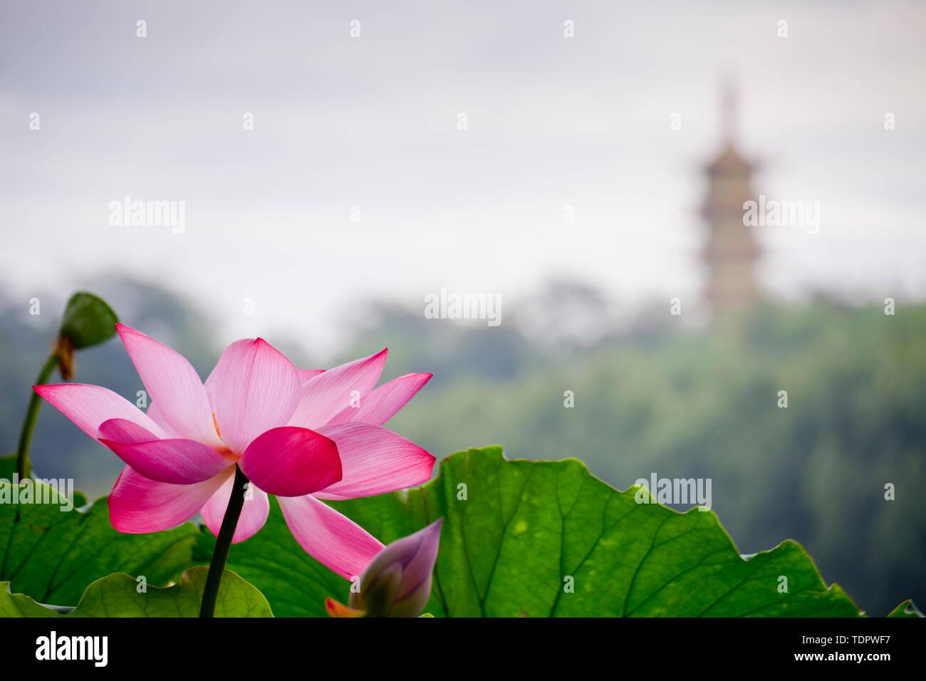 A set of creative pictures of lotus flowers Stock Photo - Alamy