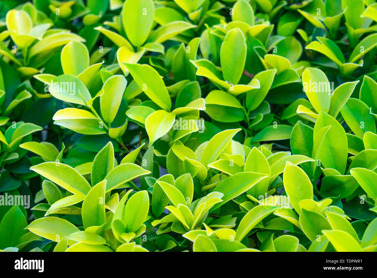 Landscape tree foliage background material Stock Photo - Alamy