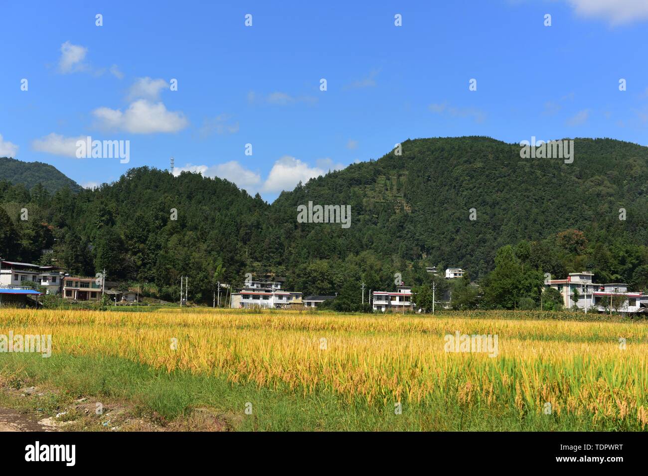 Grain planting and grazing hi-res stock photography and images - Alamy