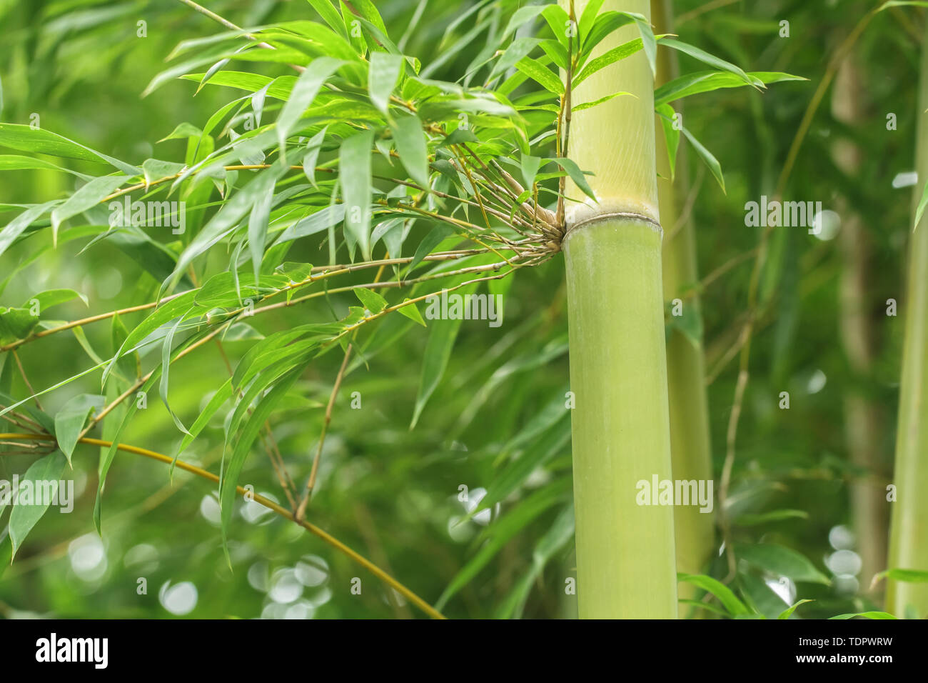 Tropical green onions hi-res stock photography and images - Alamy