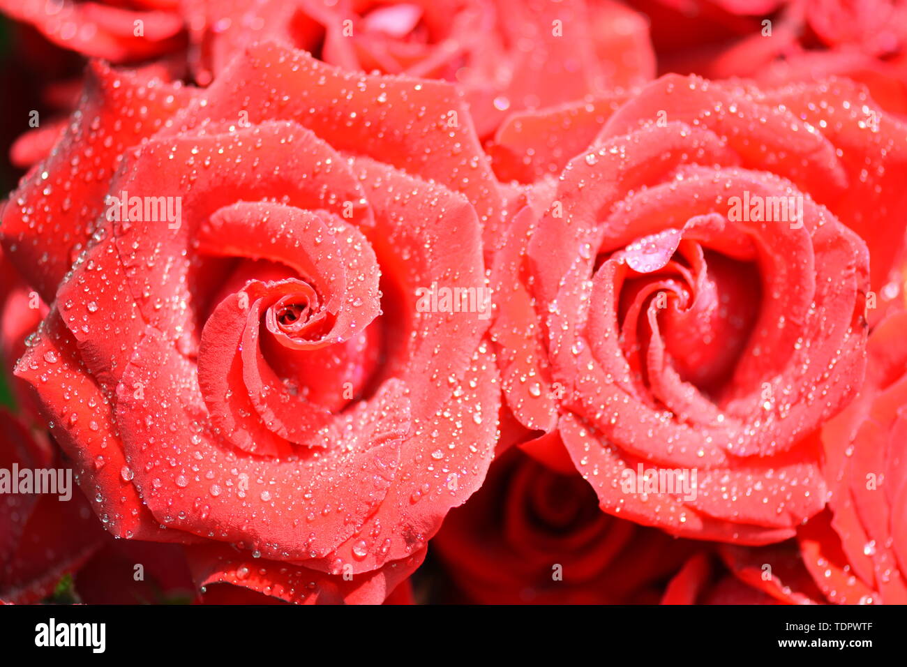 In daily life, roses are the general term for a series of flamboyant ...