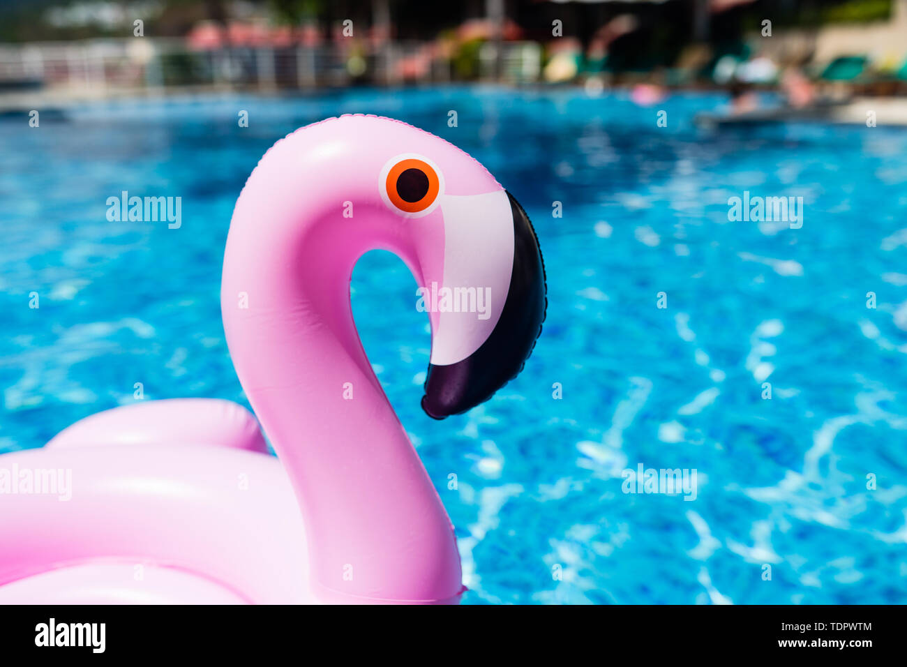 Inflatable pink flamingo at the swim pool. Summer time in the swimming ...