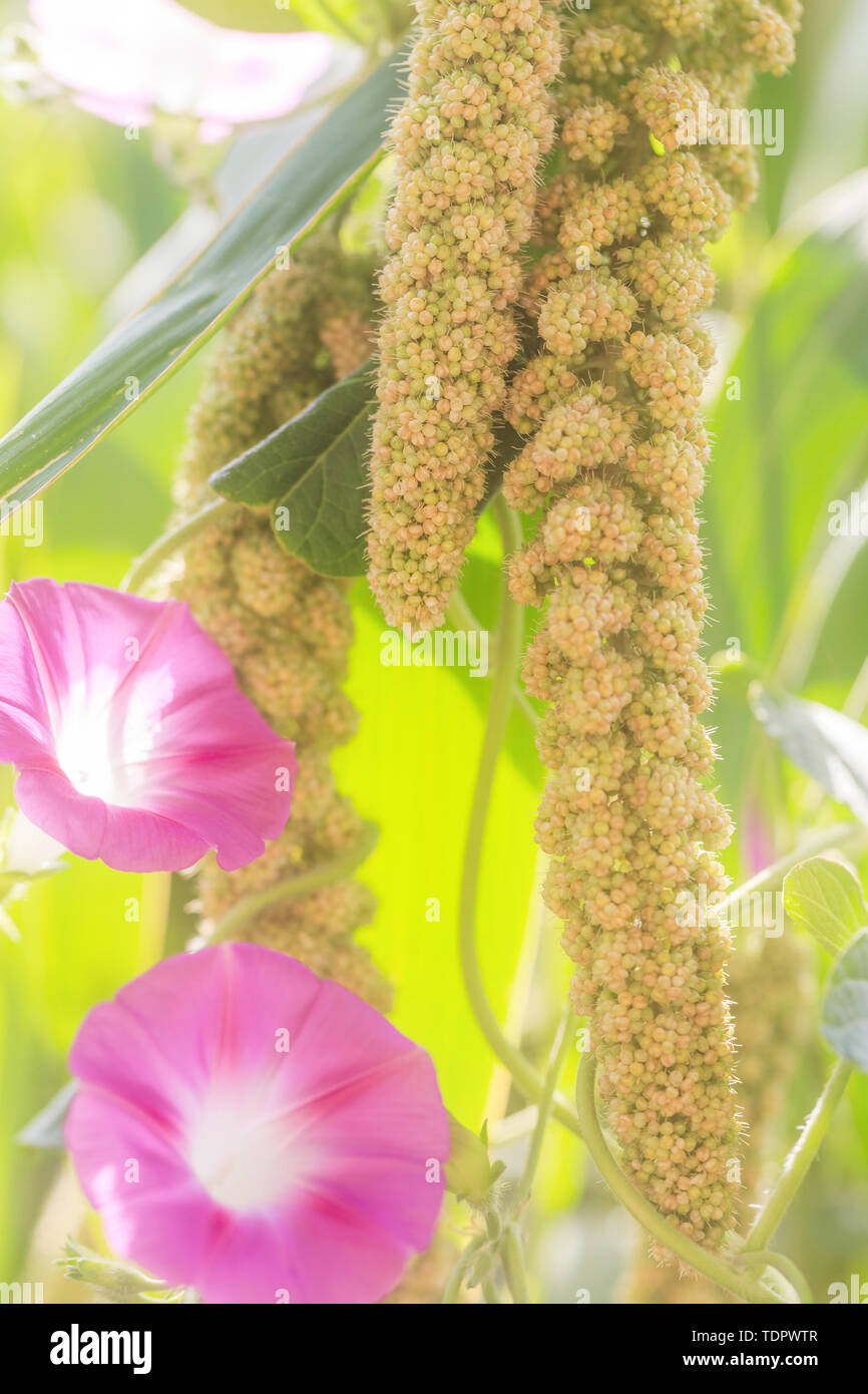 The millet grown in the field Stock Photo - Alamy