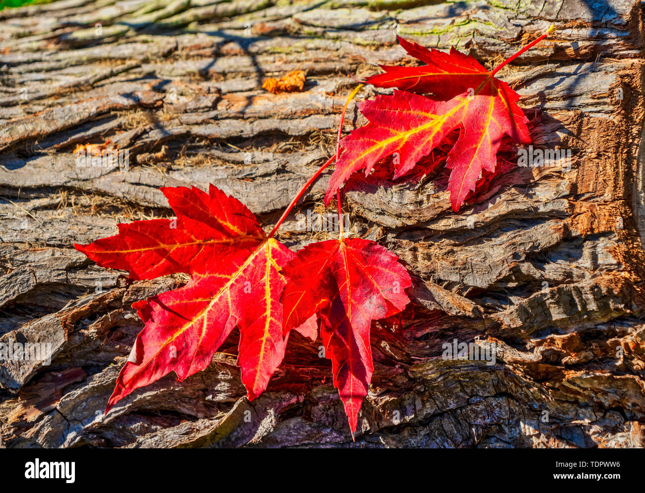 Leaves on a log hi-res stock photography and images - Alamy
