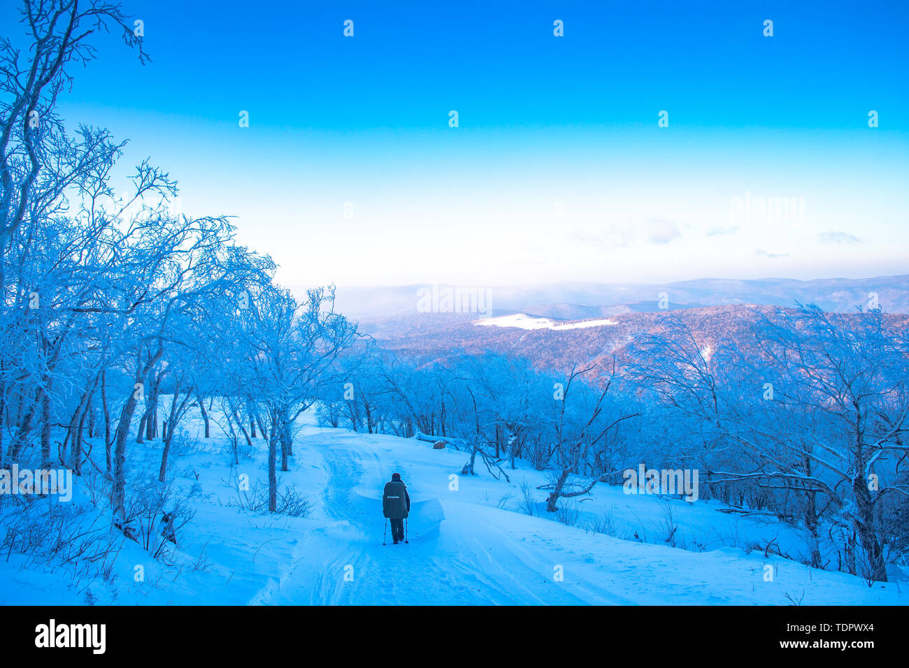 Five pedals hi-res stock photography and images - Alamy
