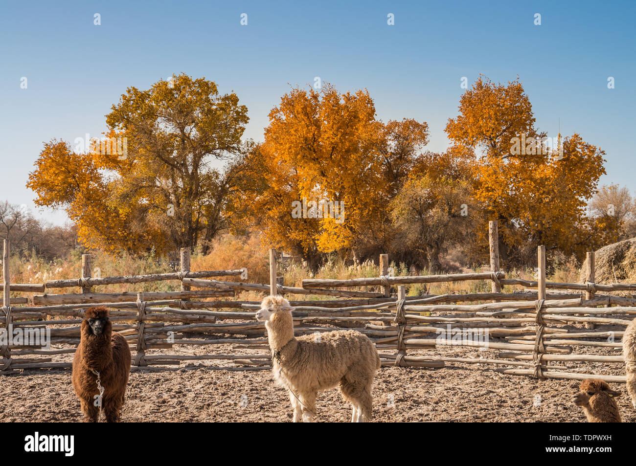Poplar Lin, lake, reflection, beautiful scenery Stock Photo - Alamy
