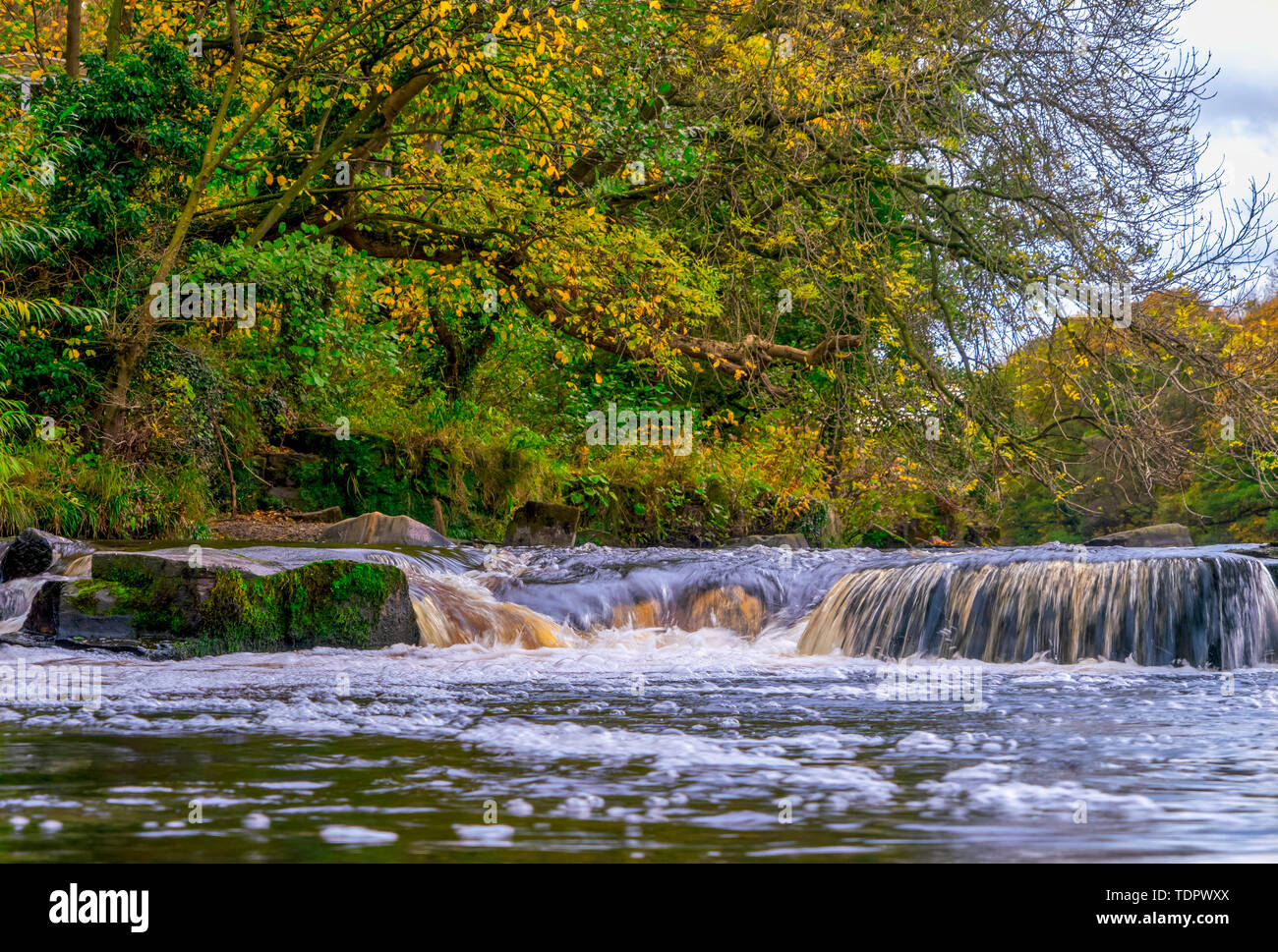 River rock tree hi-res stock photography and images - Alamy