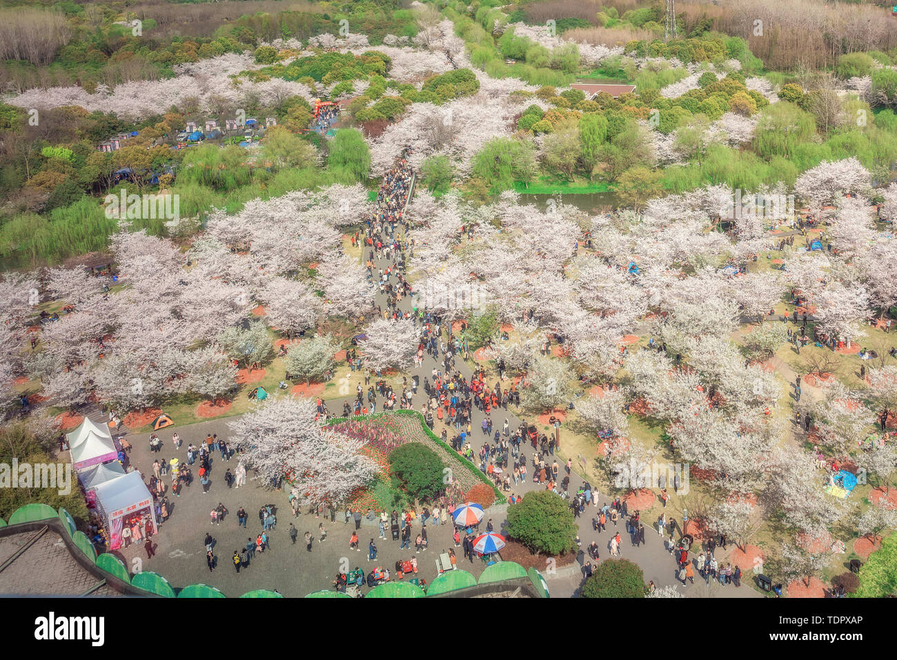 Full view of the Cherry Blossom Festival in Gucun Park Stock Photo - Alamy
