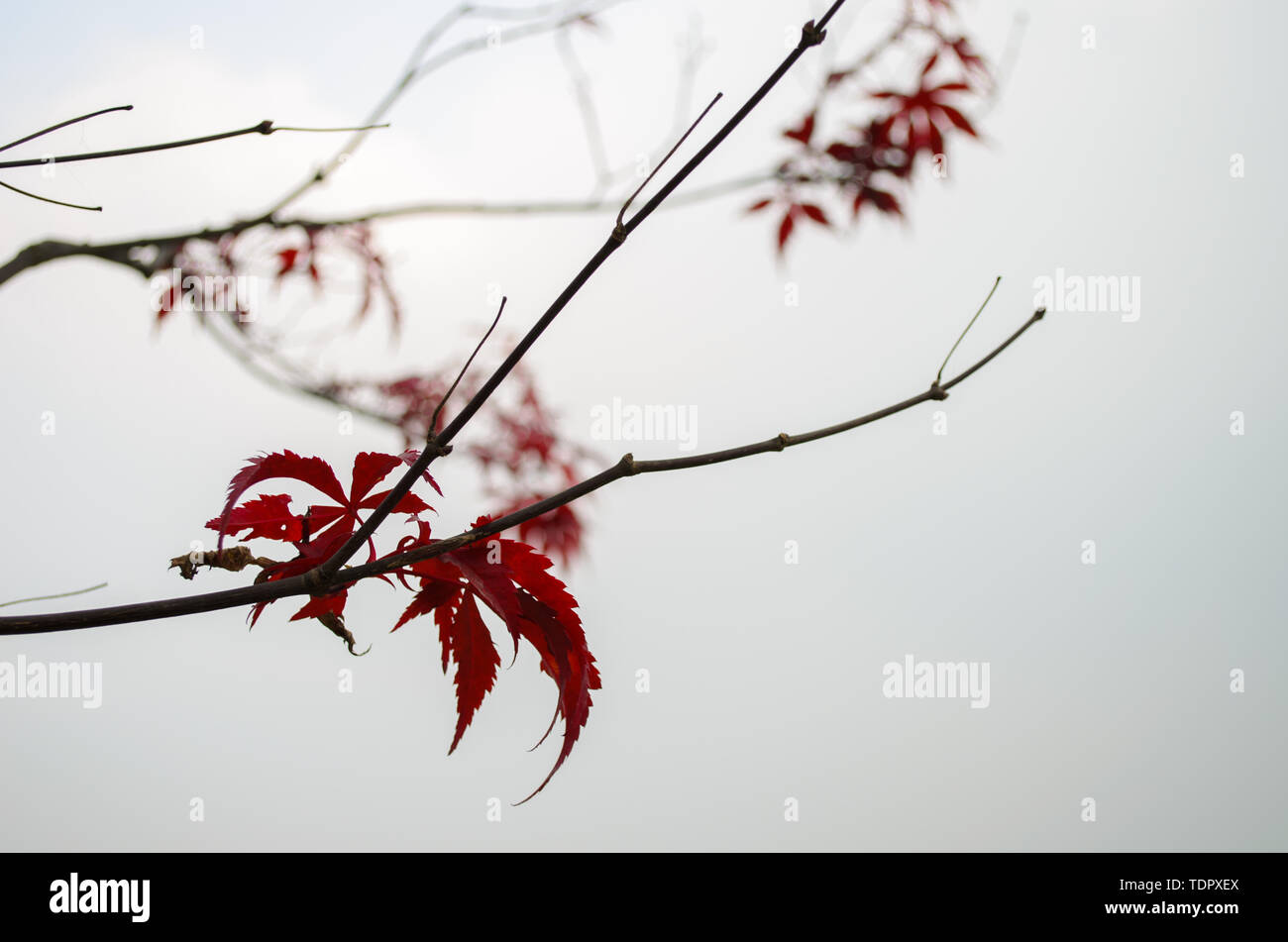 Chinese maple leaves Stock Photo - Alamy